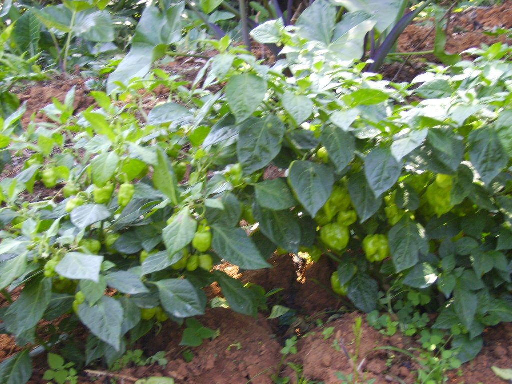 La Culture du Piment: Une bonne opportunité pour le développement ...